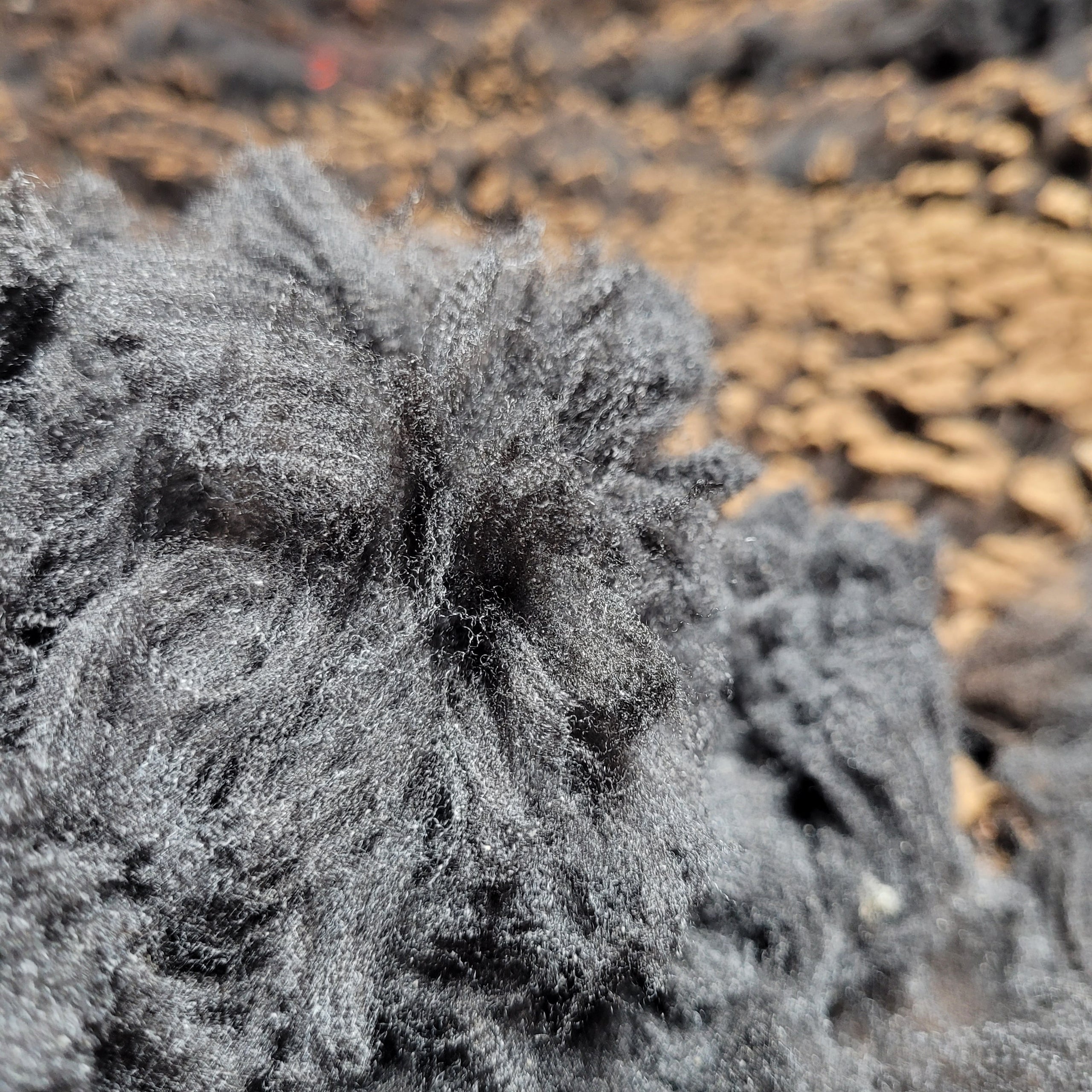 Brick's Yearling Cormo X Corriedale Fleece | Dresow Family Farm