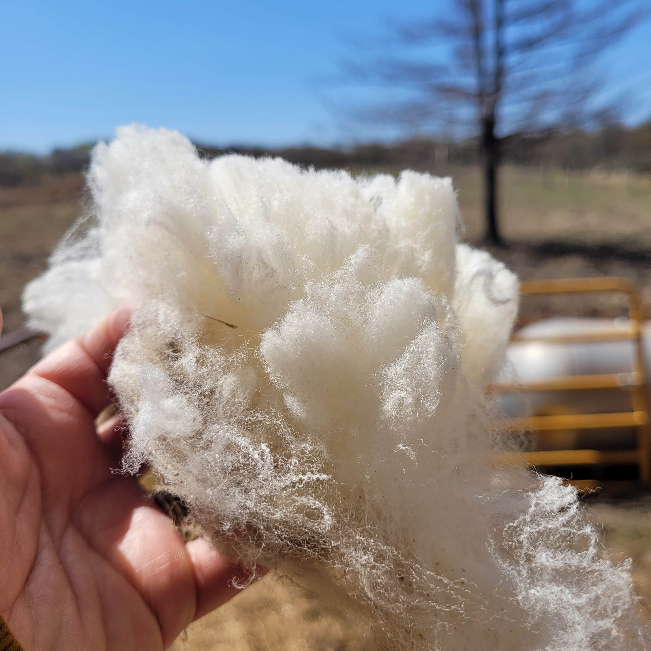 Lambchop's Cormo X Corriedale/CVM Lamb "Elbow Grease" Fleece | Dresow ...