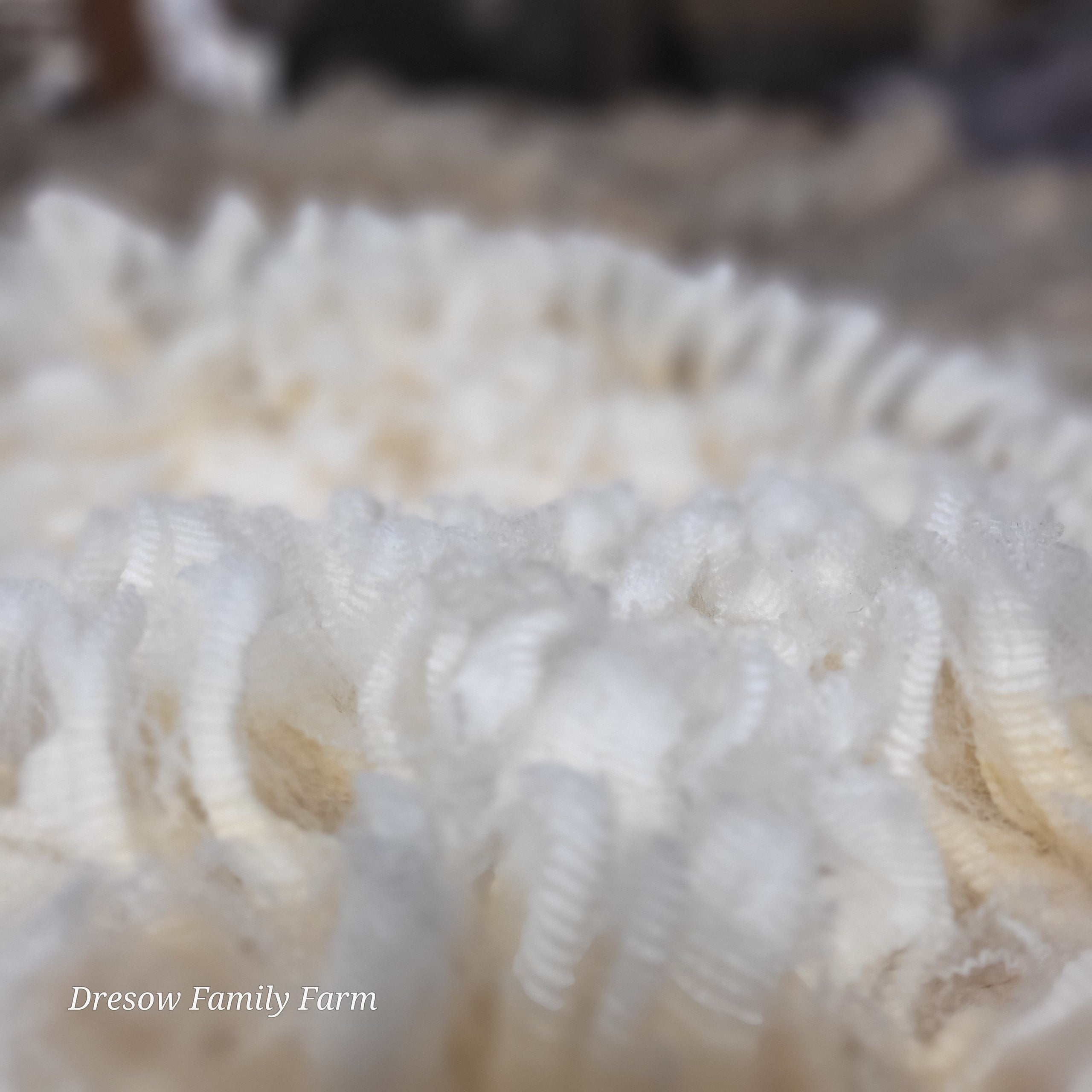 Bunny's 2025 Cormo X Fleece | Dresow Family Farm