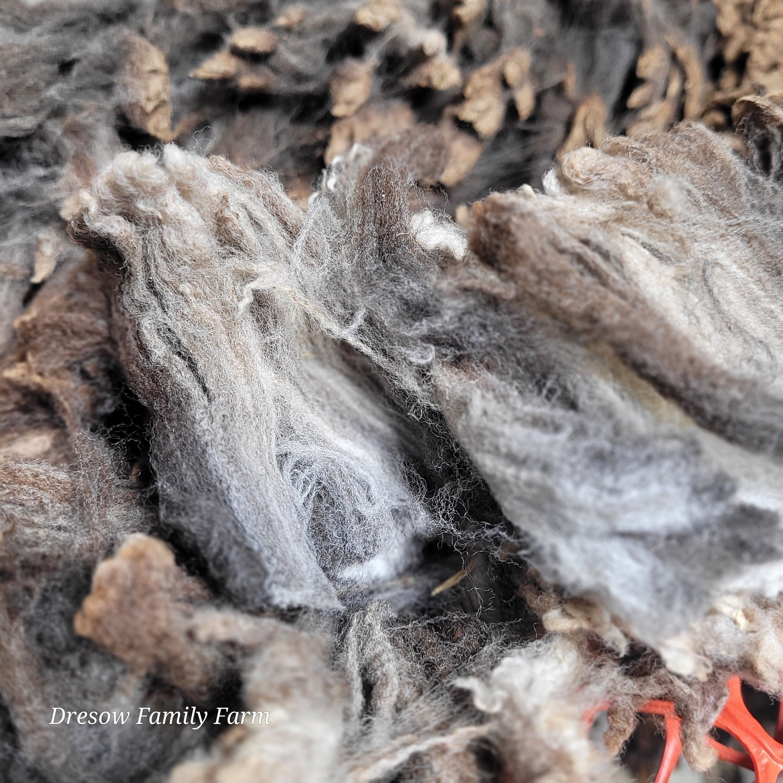 Mimi's 2025 Cormo X Corriedale/CVM Fleece | Dresow Family Farm